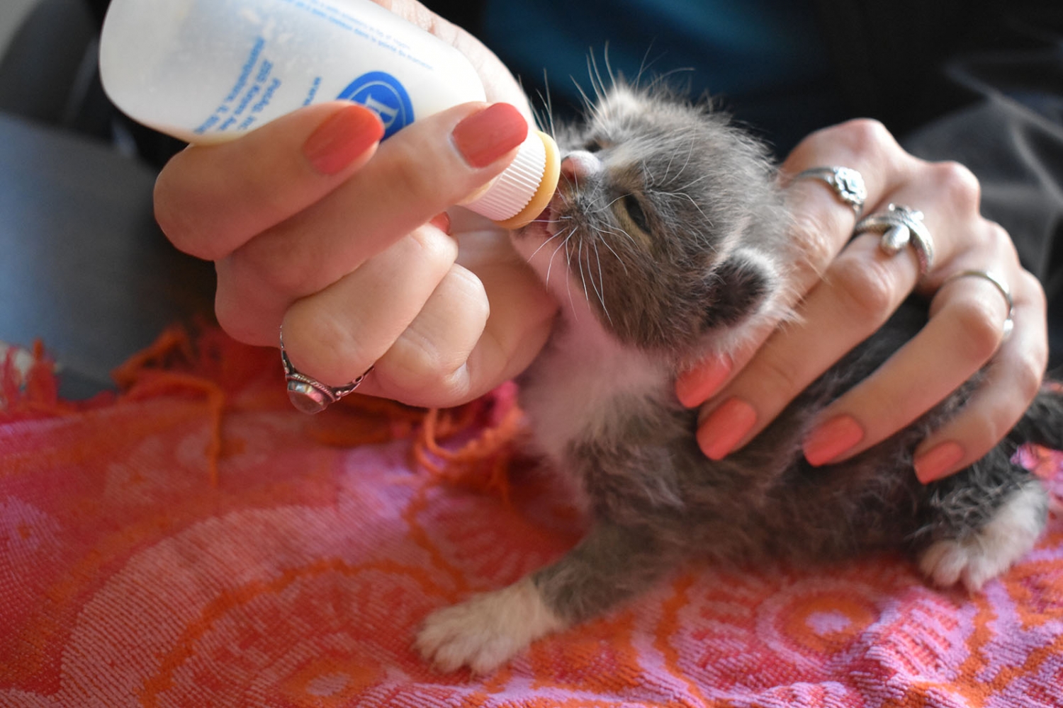 Rehoming Your Pet - Pasadena Humane