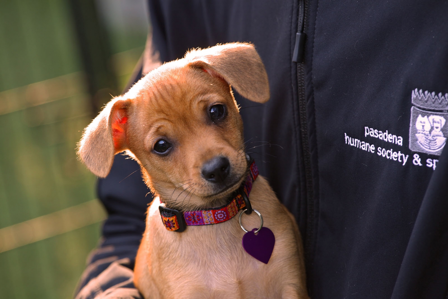 Adoption Process - Pasadena Humane