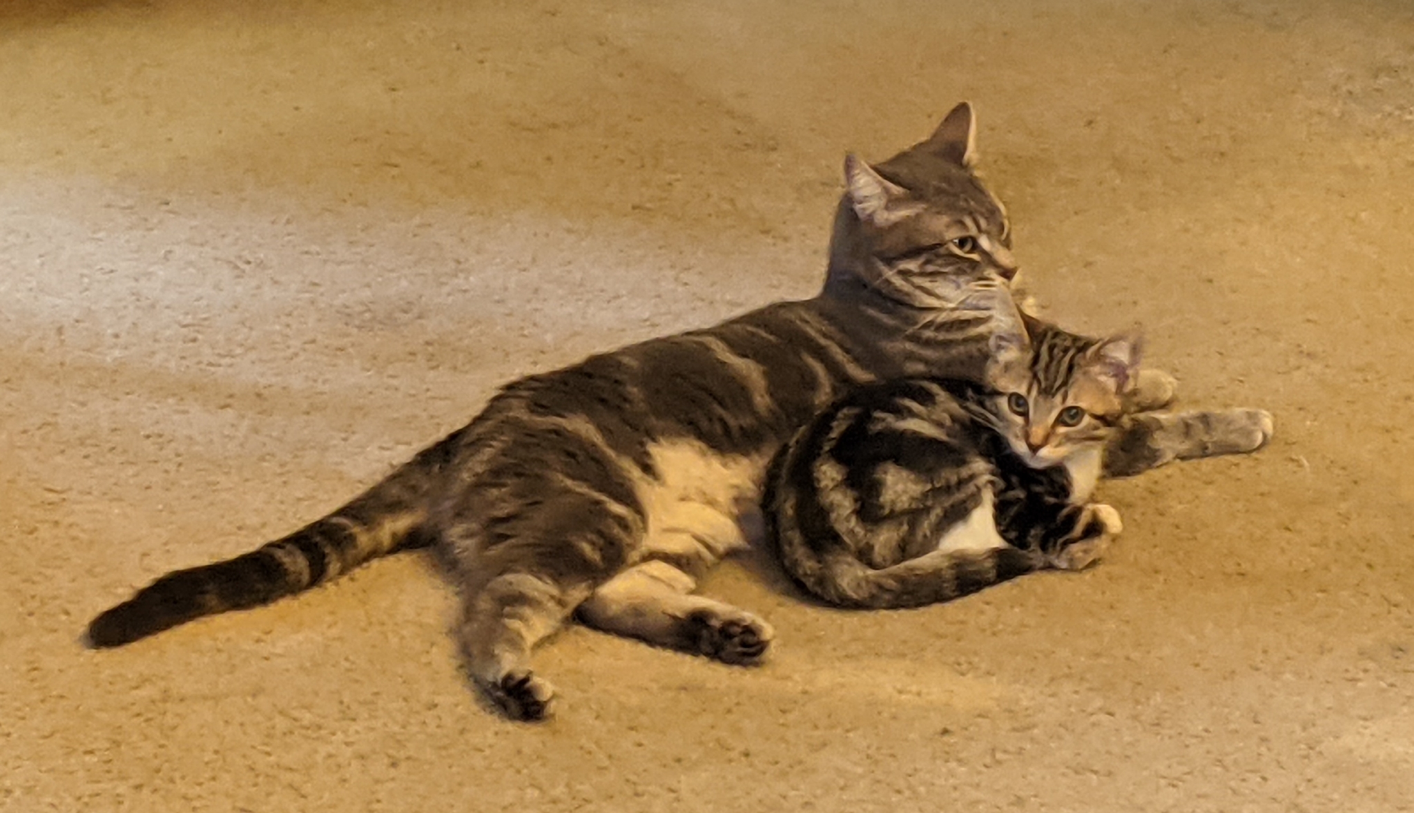 Meet Ketzel and Boo - Pasadena Humane