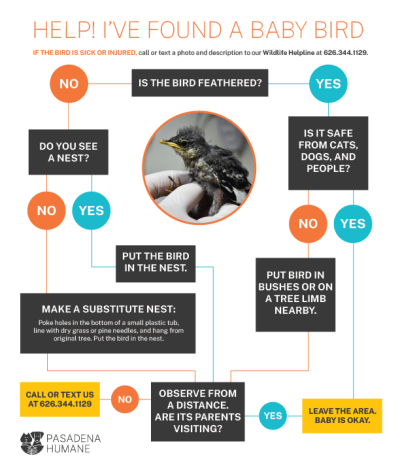 Finding Baby Wildlife - Pasadena Humane