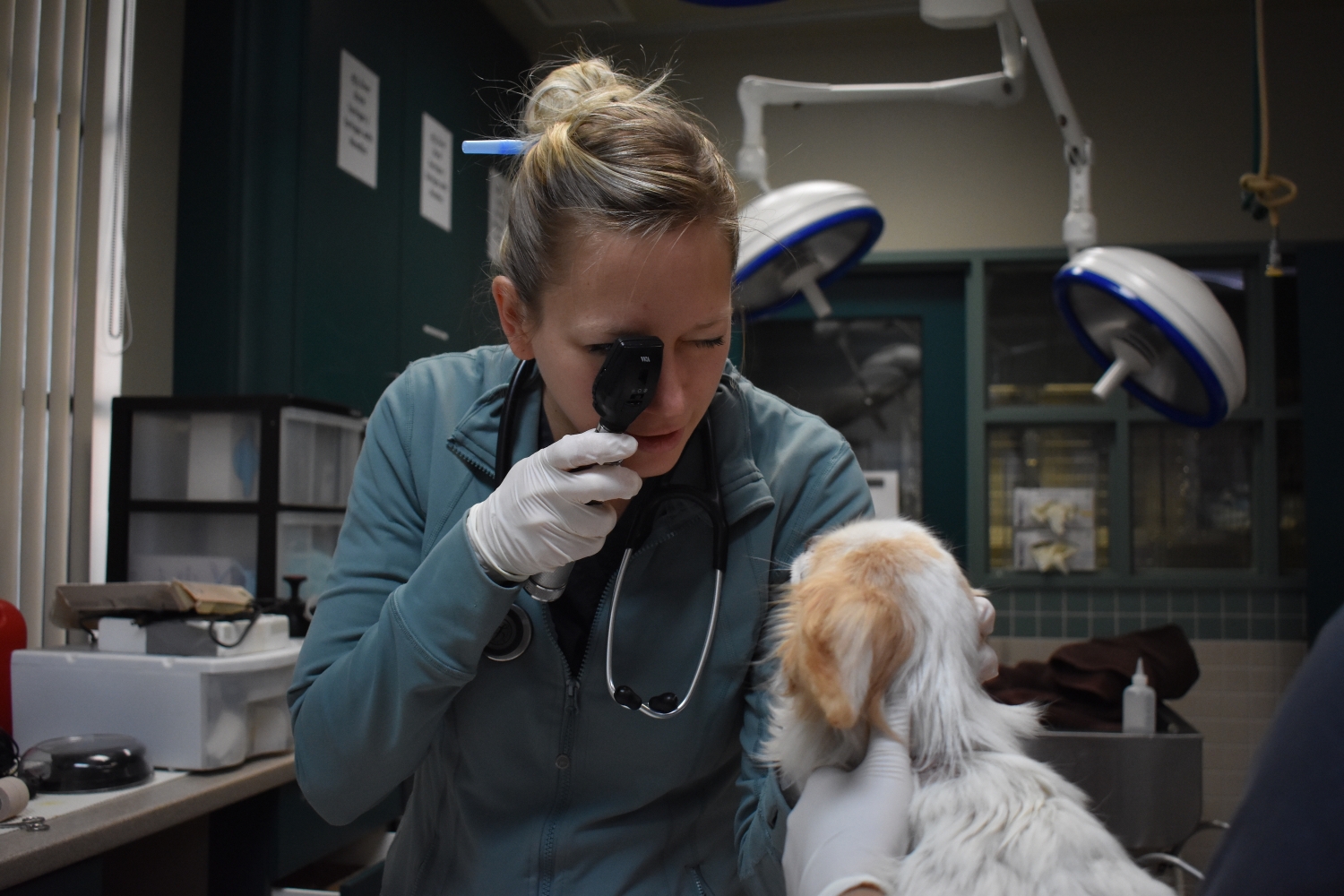 Meet Our New Chief Veterinarian, Dr. Maria Pyrdek - Pasadena Humane