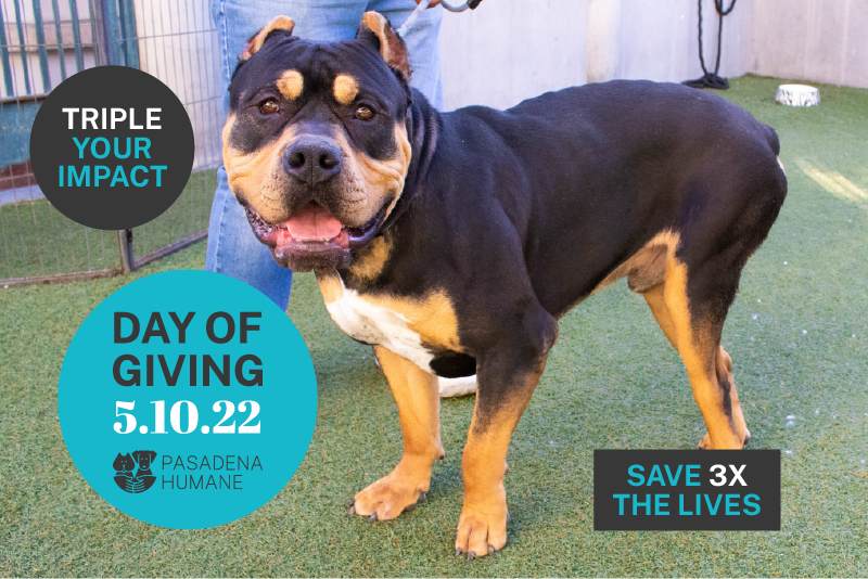 Pasadena Humane | Compassionate Care for Animals Since 1903