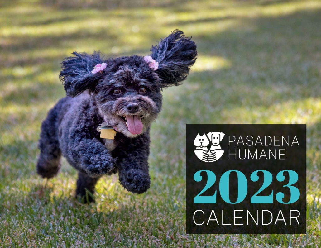 Support Animals in Need with a 2023 Calendar - Pasadena Humane