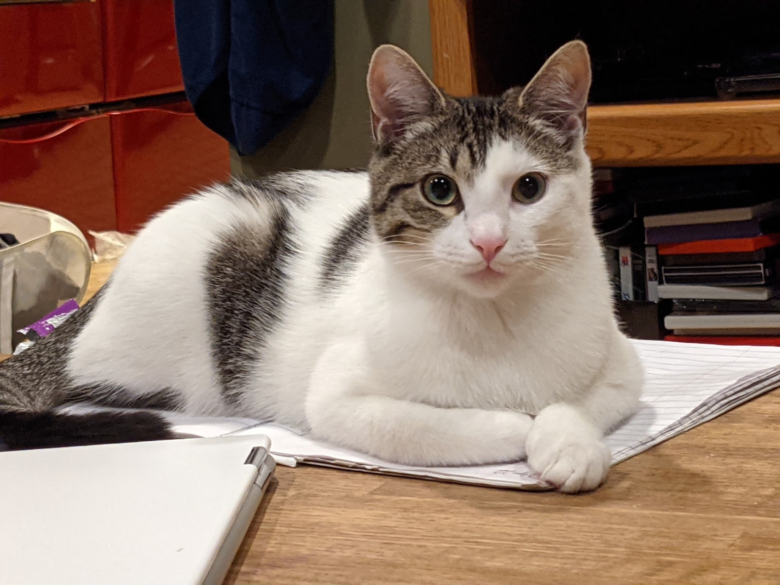 Meet Jamoca Almond Fudge - Pasadena Humane