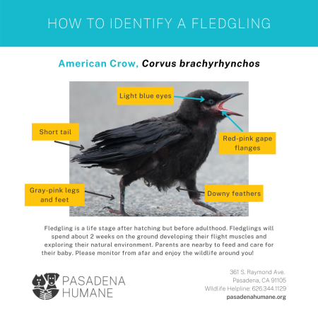 Finding Baby Wildlife - Pasadena Humane