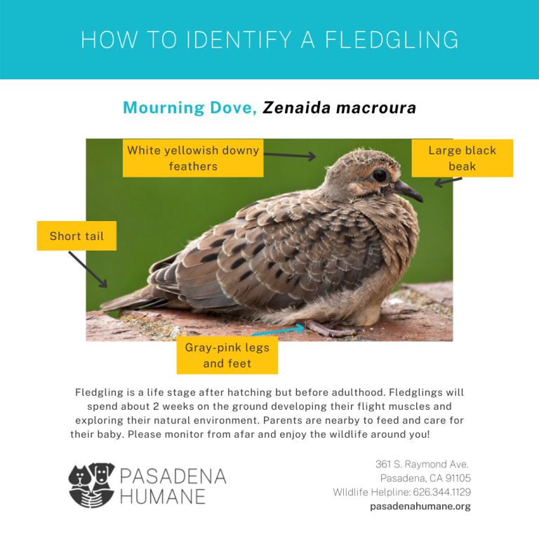 Finding Baby Wildlife - Pasadena Humane