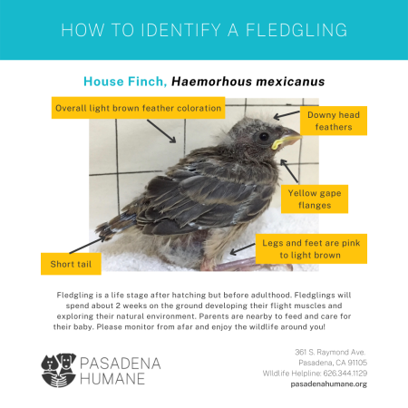Finding Baby Wildlife - Pasadena Humane