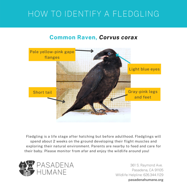 Finding Baby Wildlife - Pasadena Humane