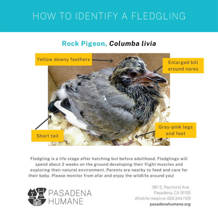 Finding Baby Wildlife - Pasadena Humane