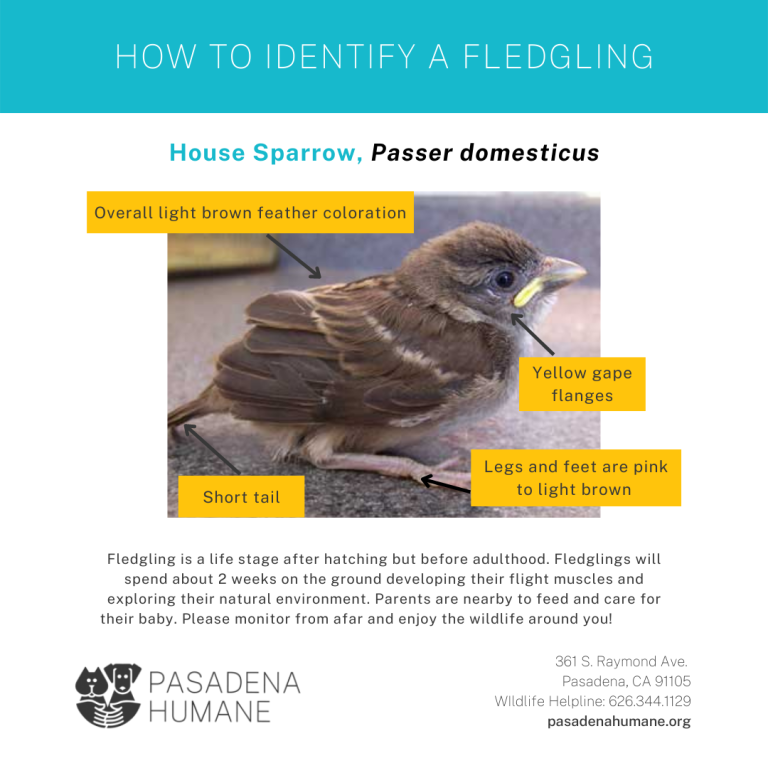 Finding Baby Wildlife - Pasadena Humane