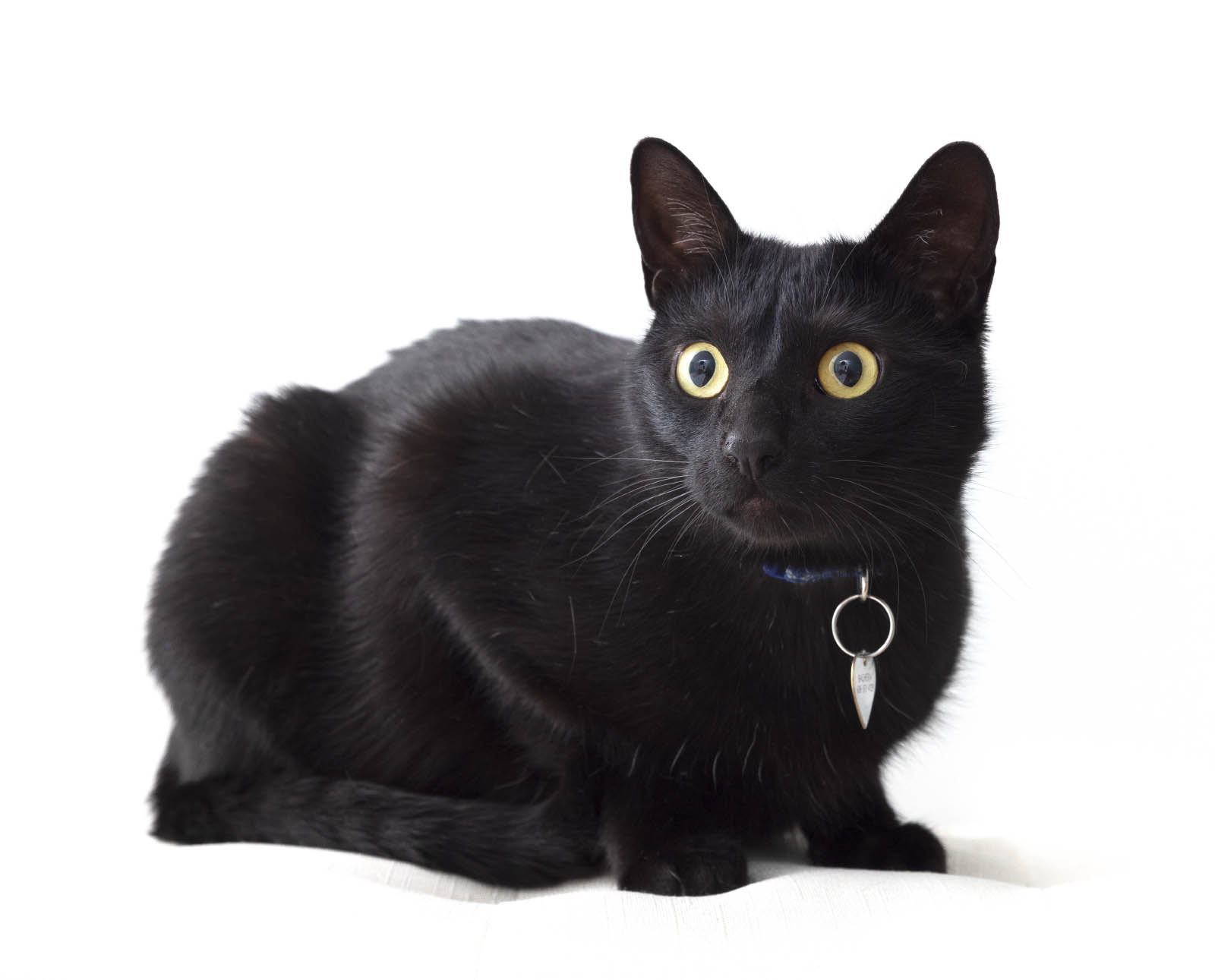 The 3 3 3 Rule Of Adopting A Cat Pasadena Humane