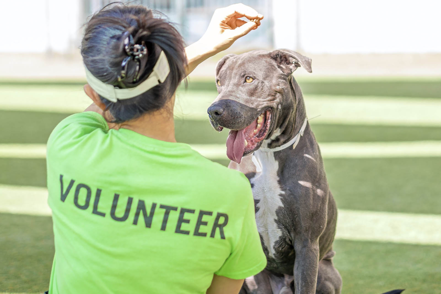 Volunteer Opportunities - Pasadena Humane