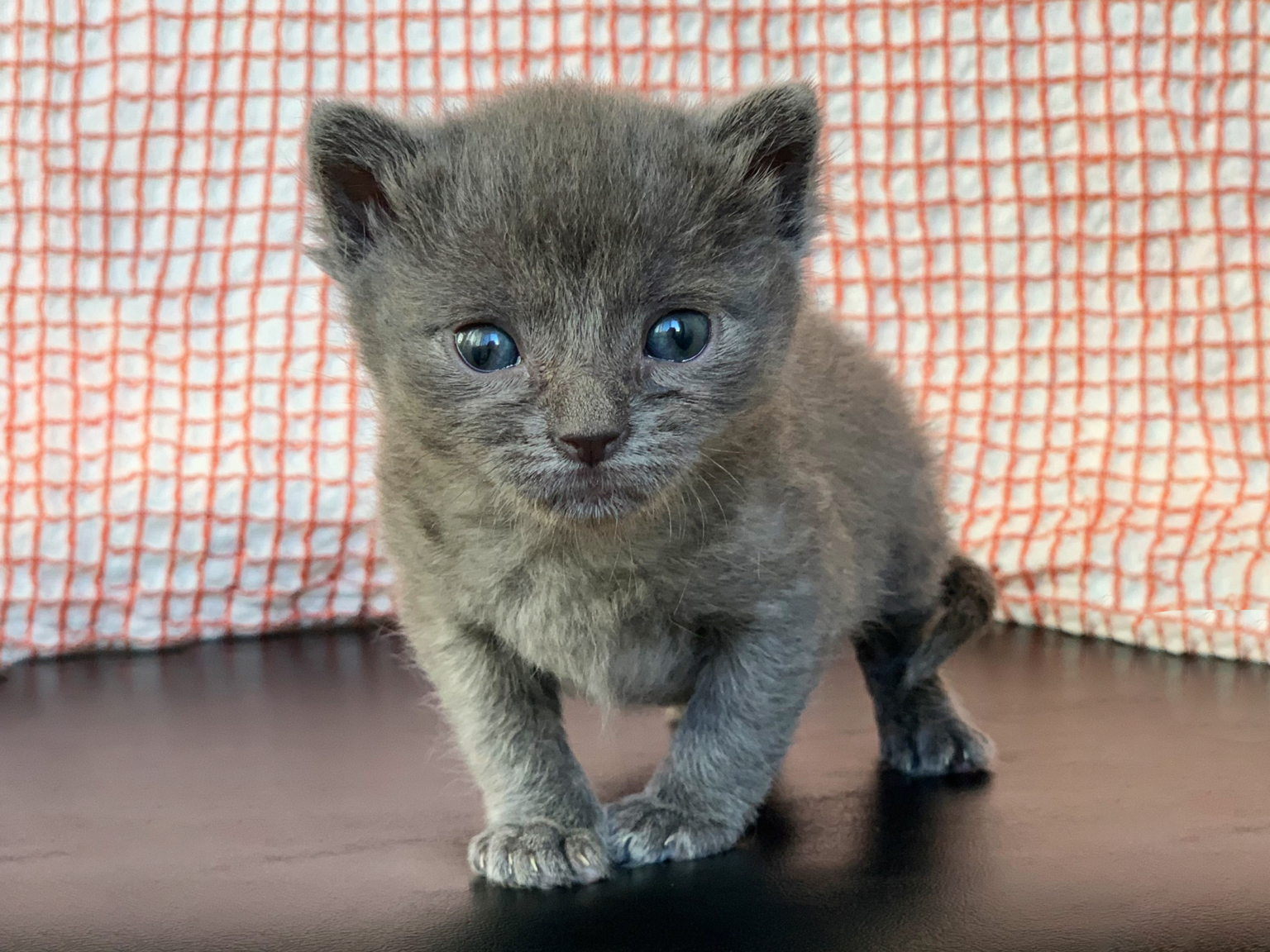 Foster a Pet - Pasadena Humane