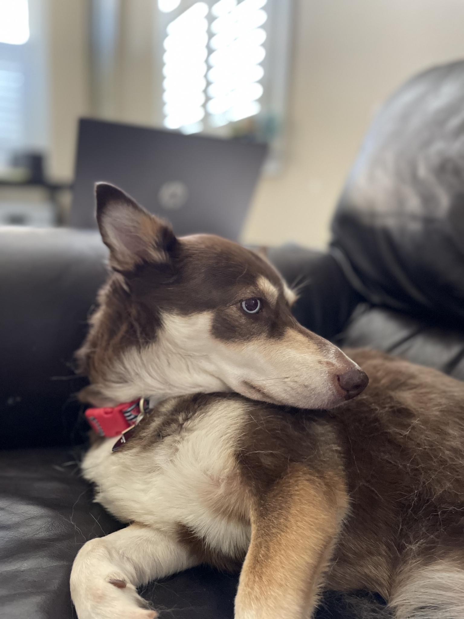 Meet Millie (aka Lady Millicent, Duchess of S’mores) - Pasadena Humane
