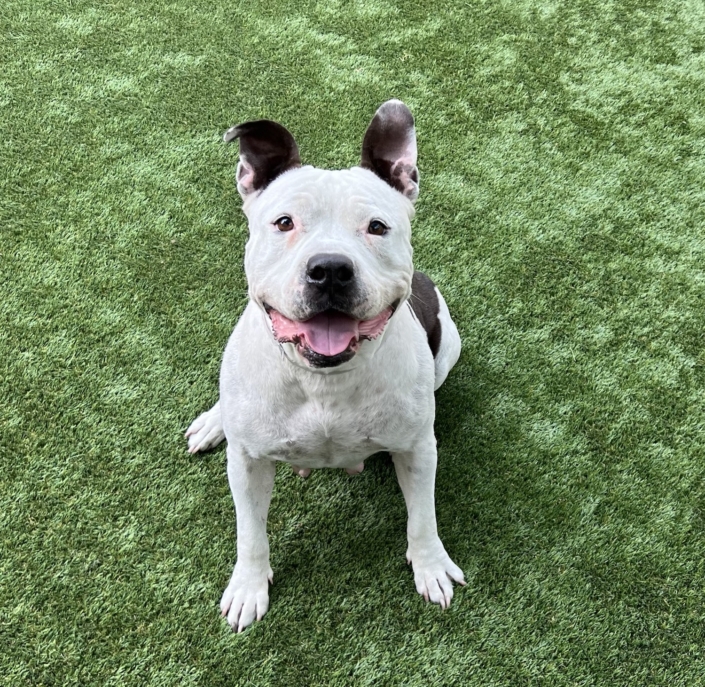 2024 Rose Parade - Pasadena Humane