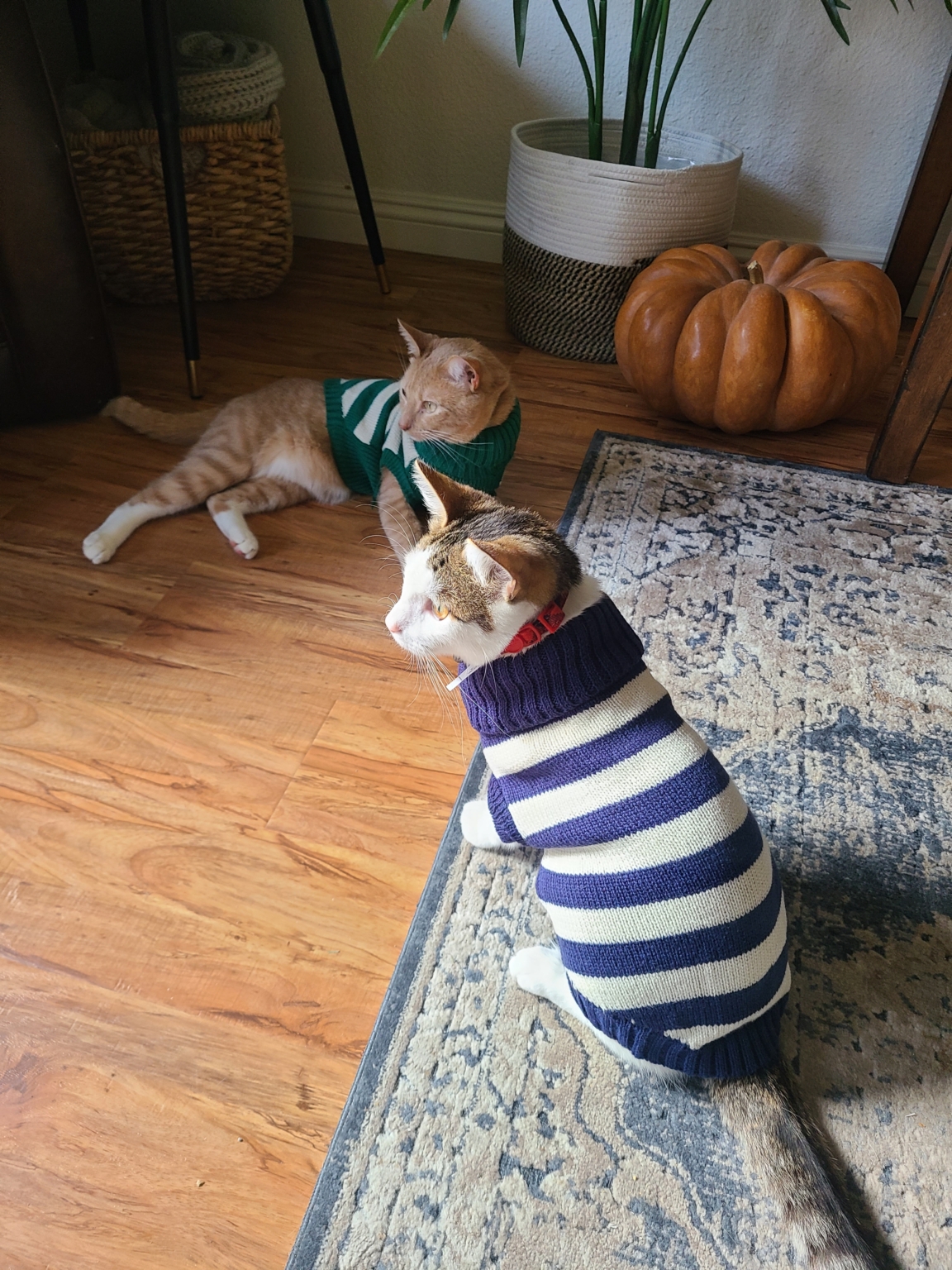 Meet Yoshi - Pasadena Humane