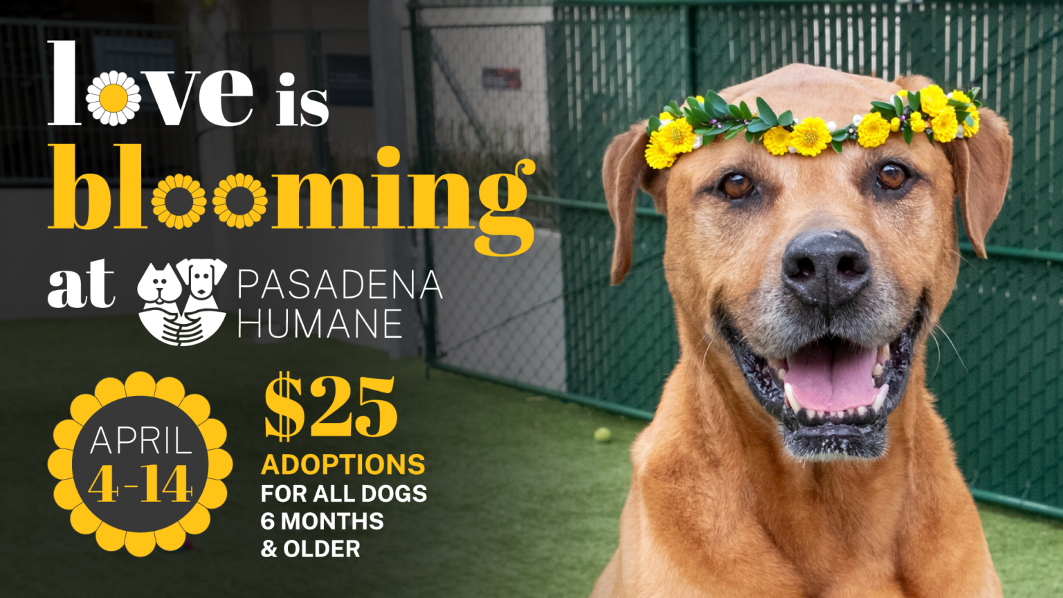 View Pets - Pasadena Humane