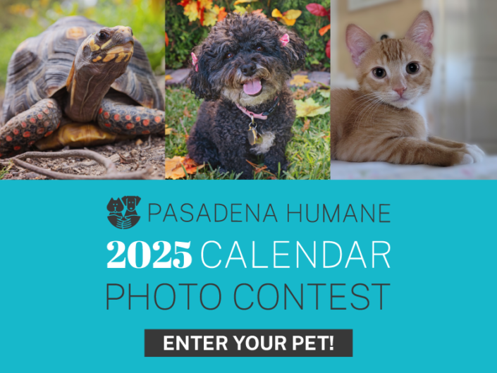 Pasadena Humane | Compassionate Care for Animals Since 1903
