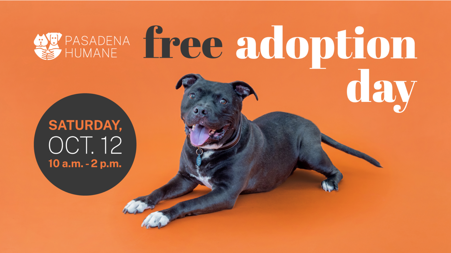 Adopt a Cat - Pasadena Humane