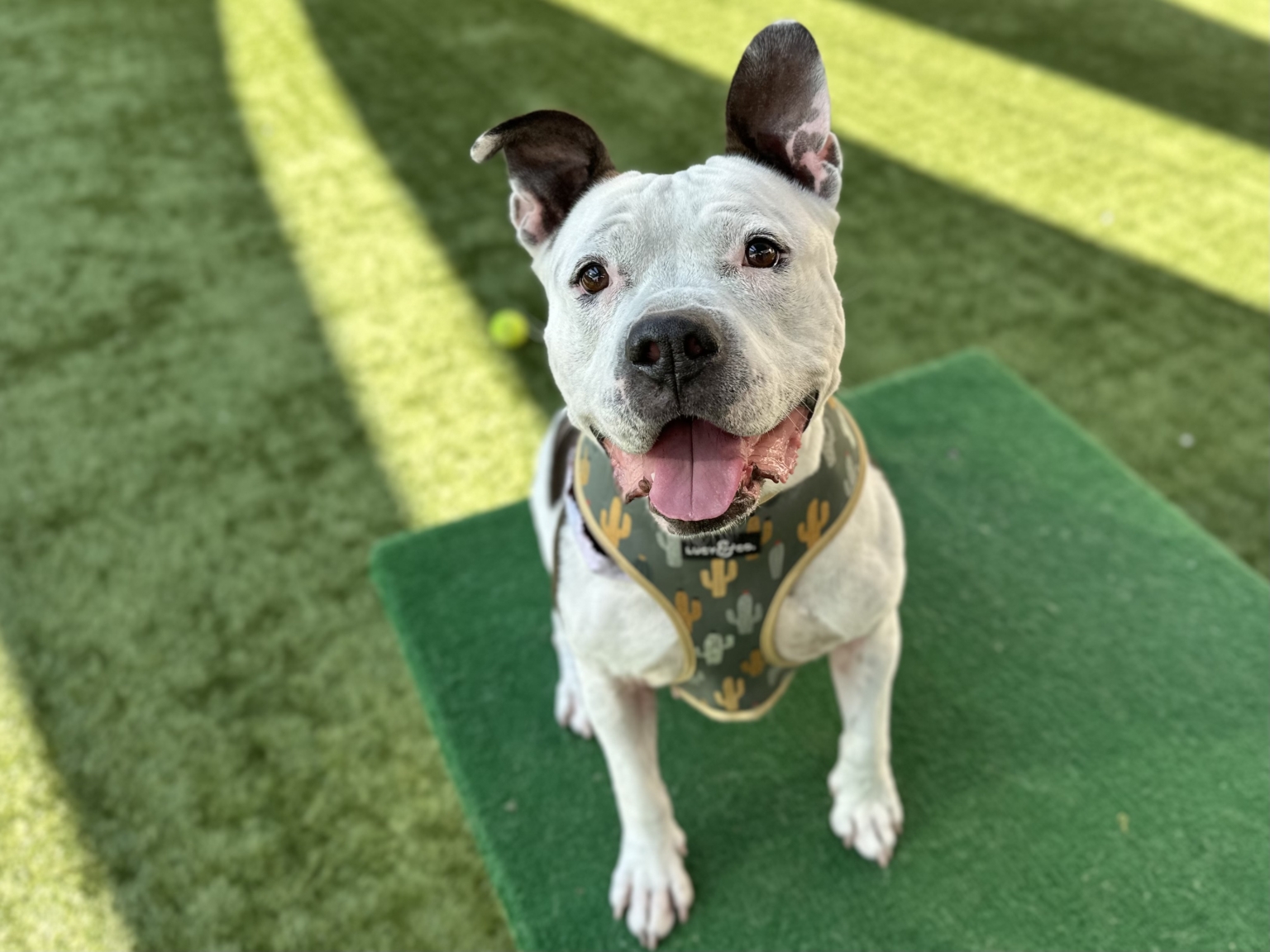 2025 Rose Parade - Pasadena Humane