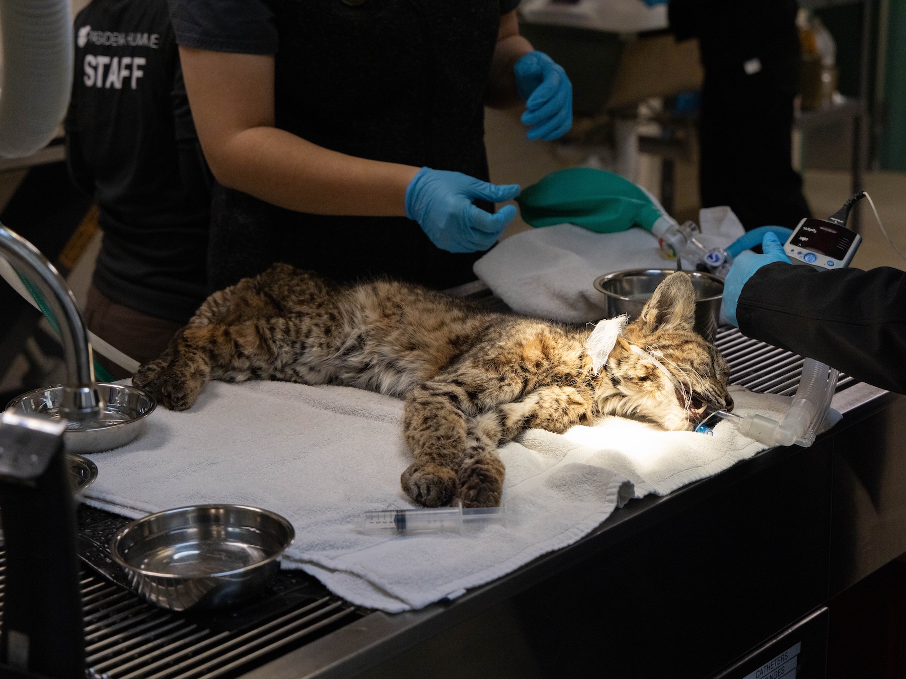 Injured Bobcat Treated for Burns in Sandra J. Goodspeed Wildlife Center ...