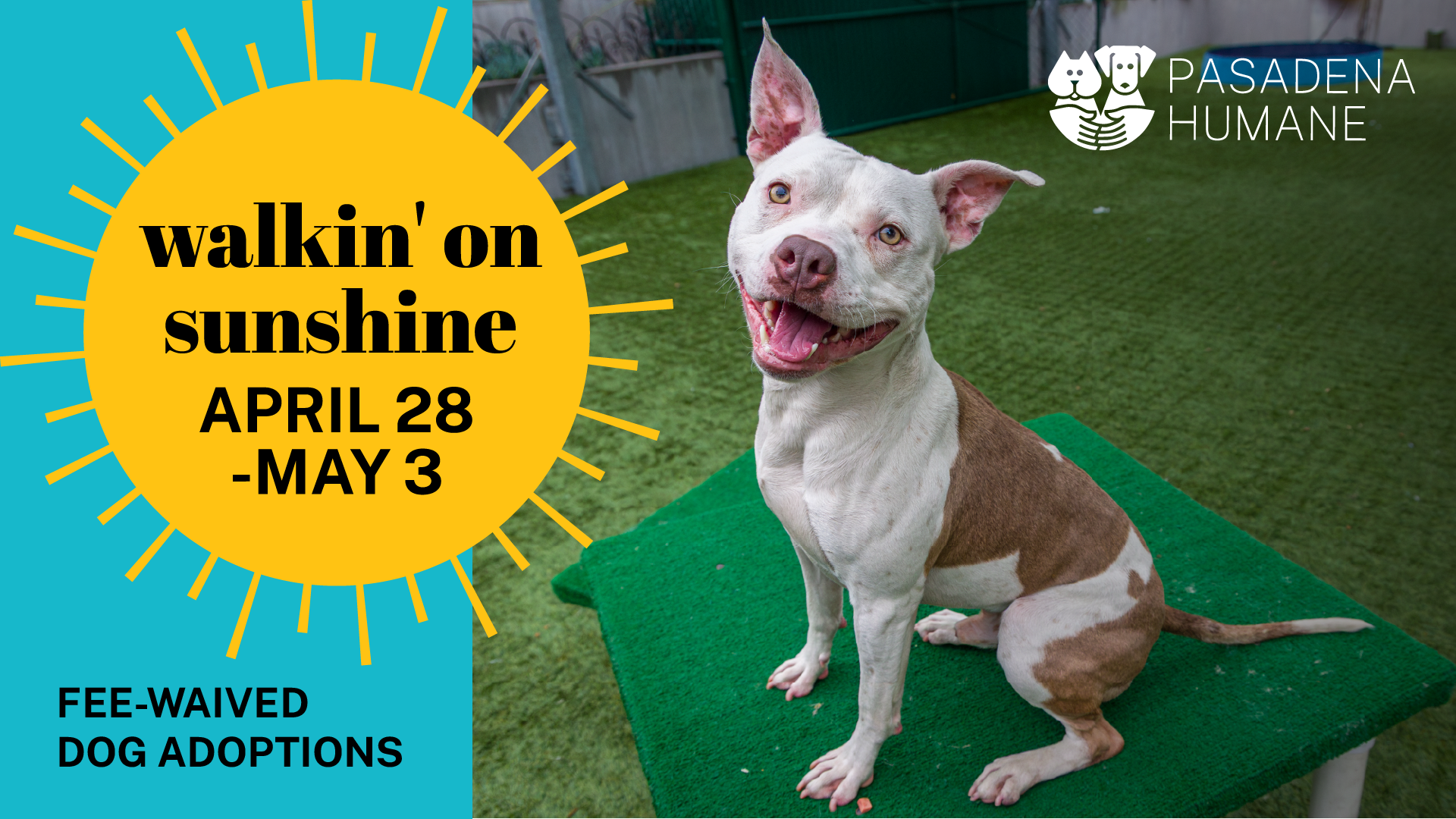 Walkin’ On Sunshine Promotion Hopes to Spur Dog Adoptions - Pasadena Humane