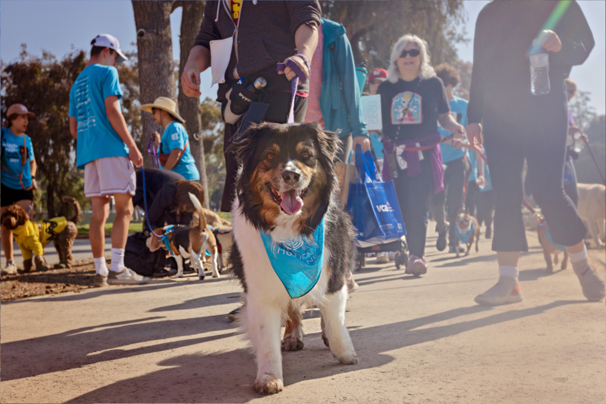 Special Offers for Wiggle Waggle Walk & Run Participants - Pasadena Humane