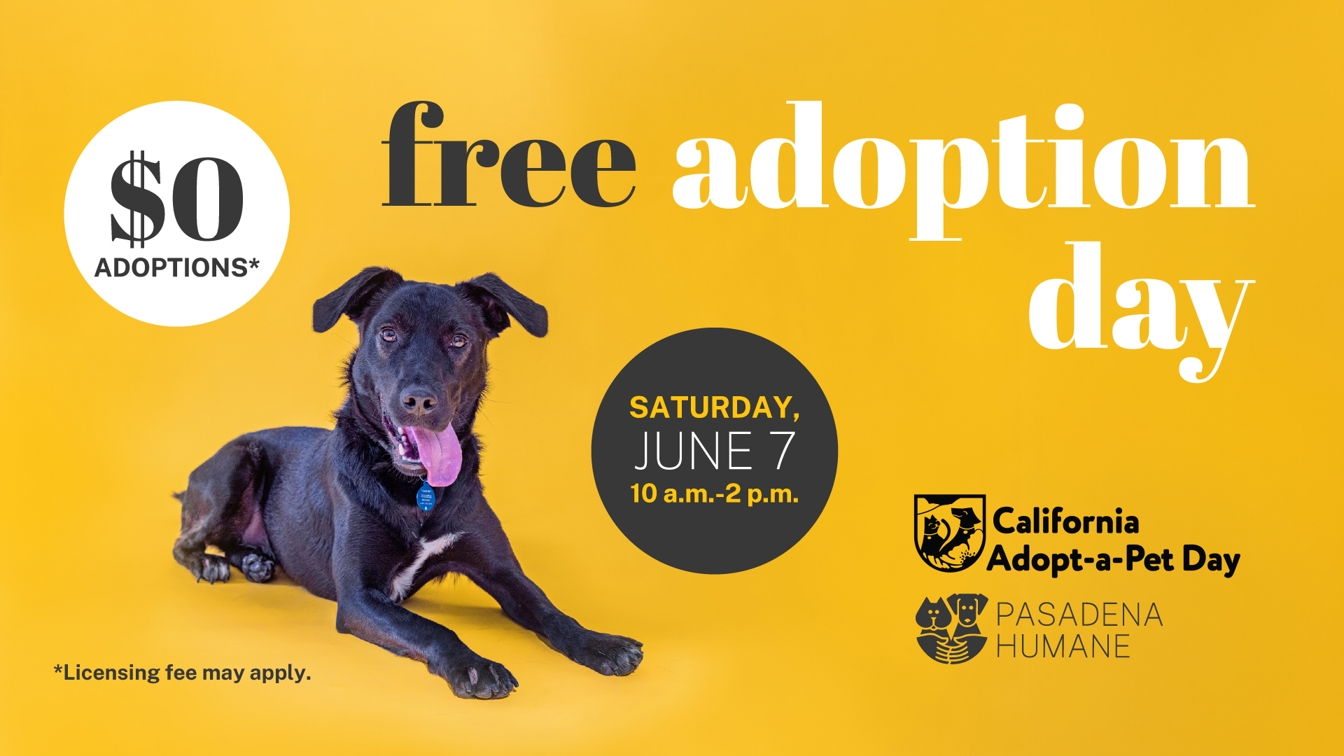Adopt a Dog - Pasadena Humane