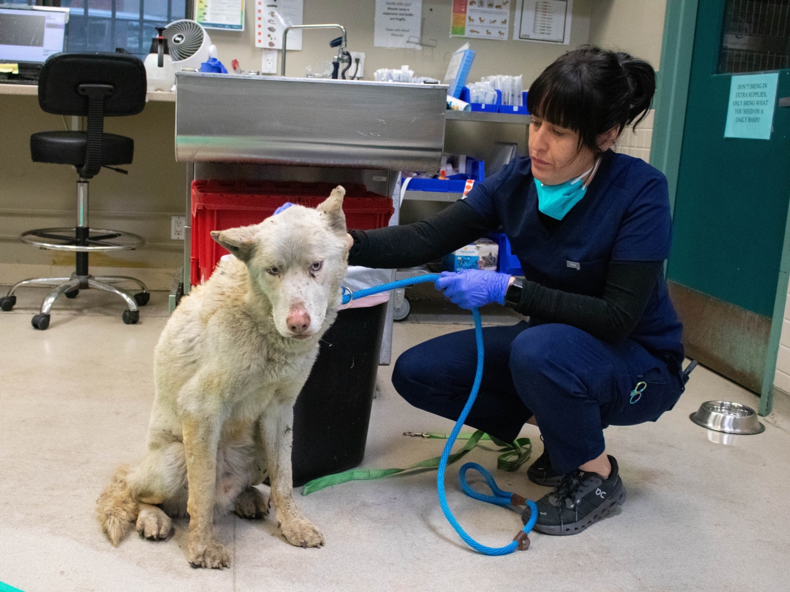Eaton Fire Survivor Riley Finally Goes Home - Pasadena Humane