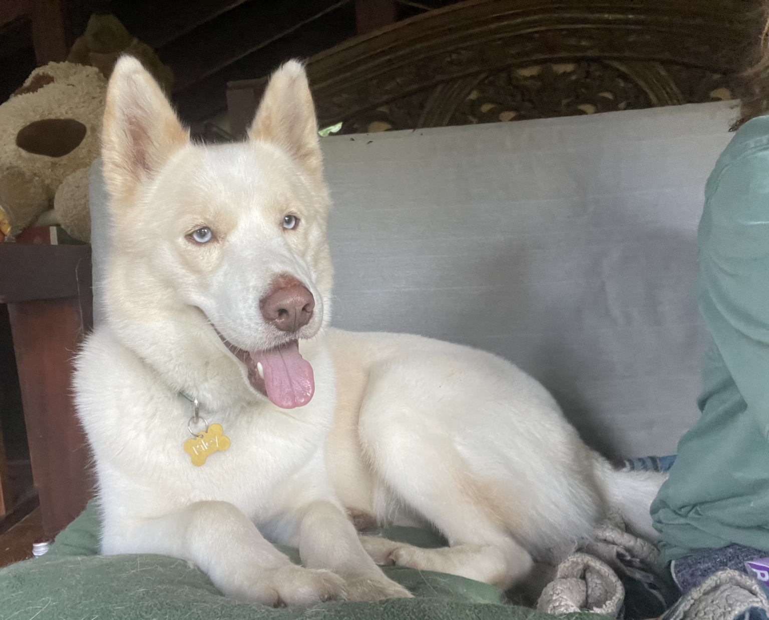 Eaton Fire Survivor Riley Finally Goes Home - Pasadena Humane