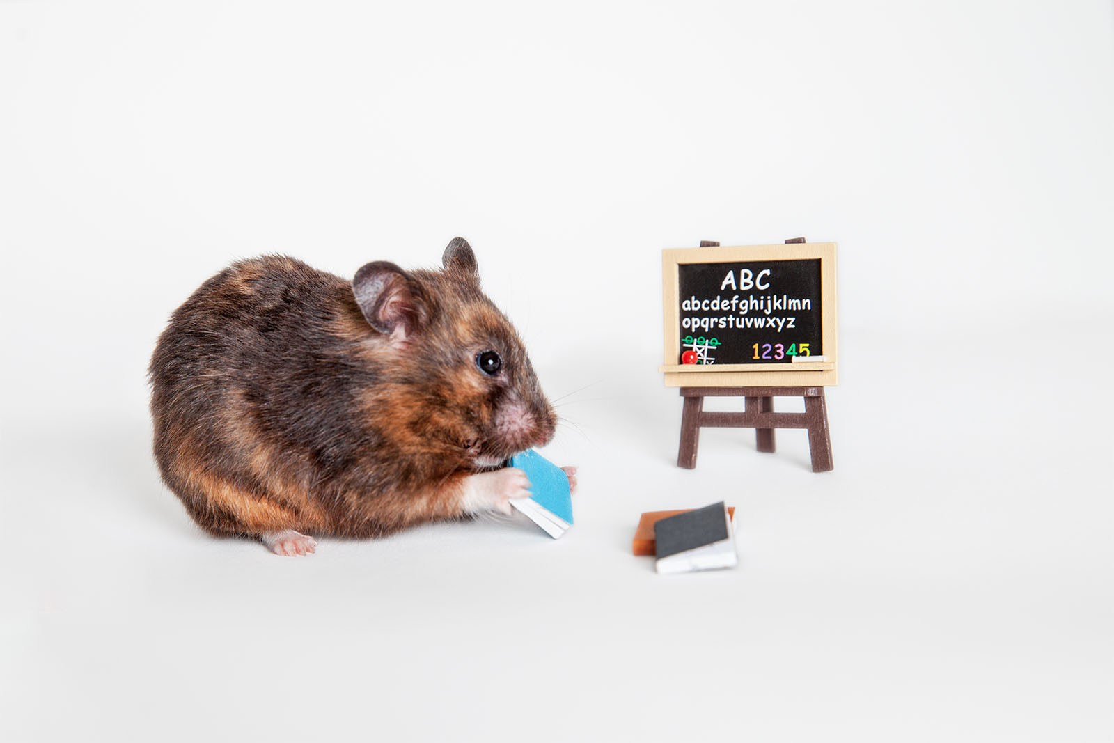 Hamster Adoption Guide - Pasadena Humane