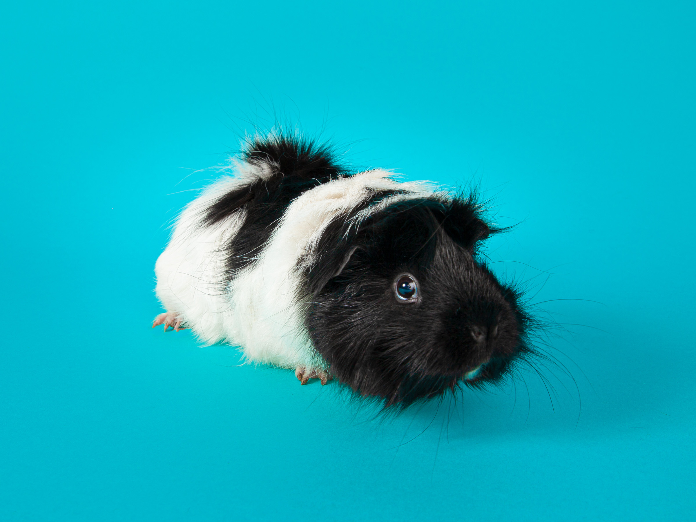 Guinea Pig Safe Foods - Pasadena Humane